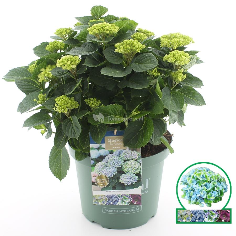 Plantenwinkel.nl Hydrangea Macrophylla "Magical Revolution Blue ...